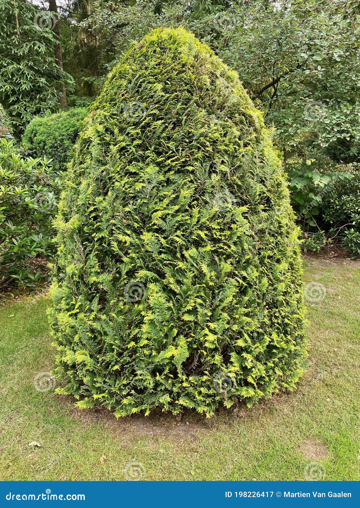 Conifer, Coniferae Branche in Close-up Stock Image - Image of botany ...