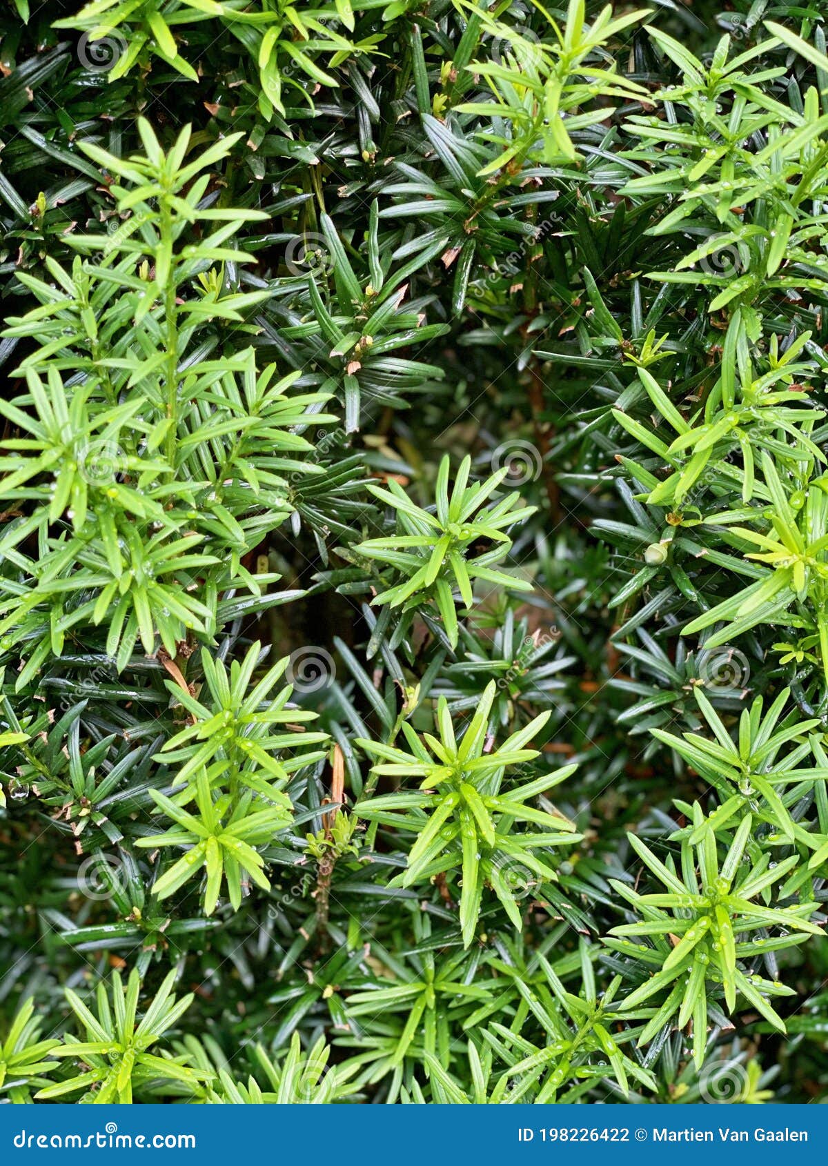 Conifer, Coniferae Branche in Close-up Stock Photo - Image of close ...