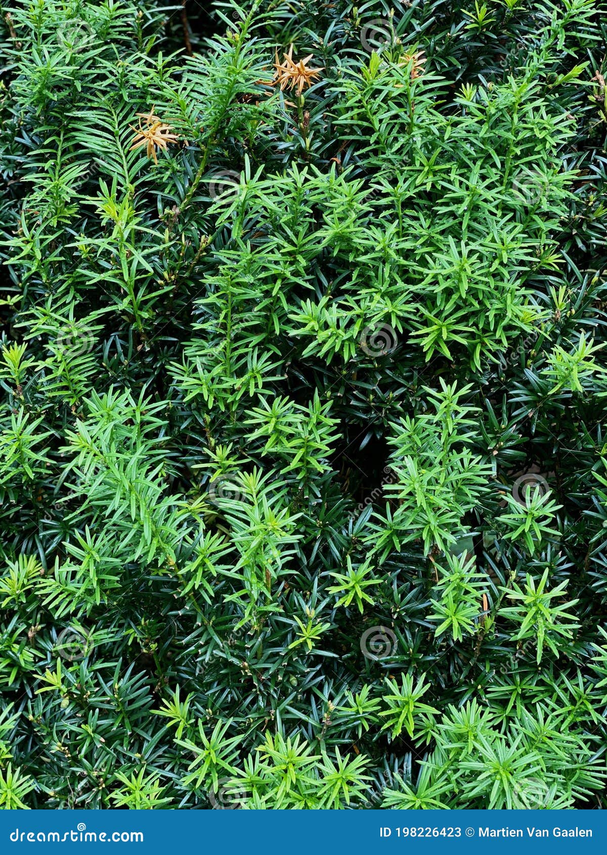 Conifer, Coniferae Branche in Close-up Stock Image - Image of ...