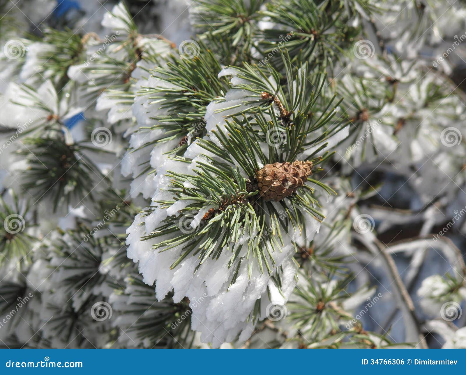 Conifer covered with snow stock photo. Image of landscape - 34766306