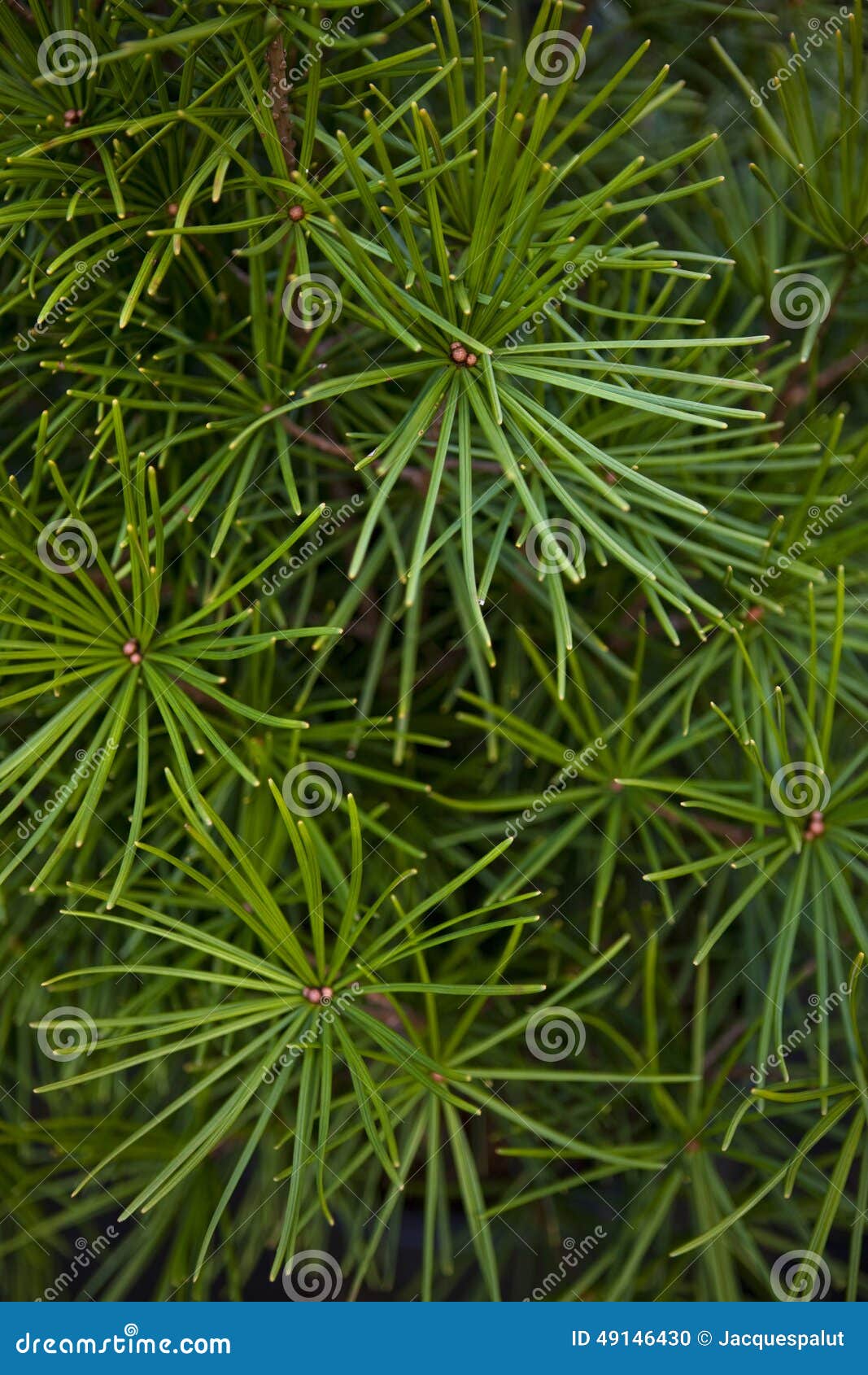 Conifer stock photo. Image of texture, natural, conifer - 49146430