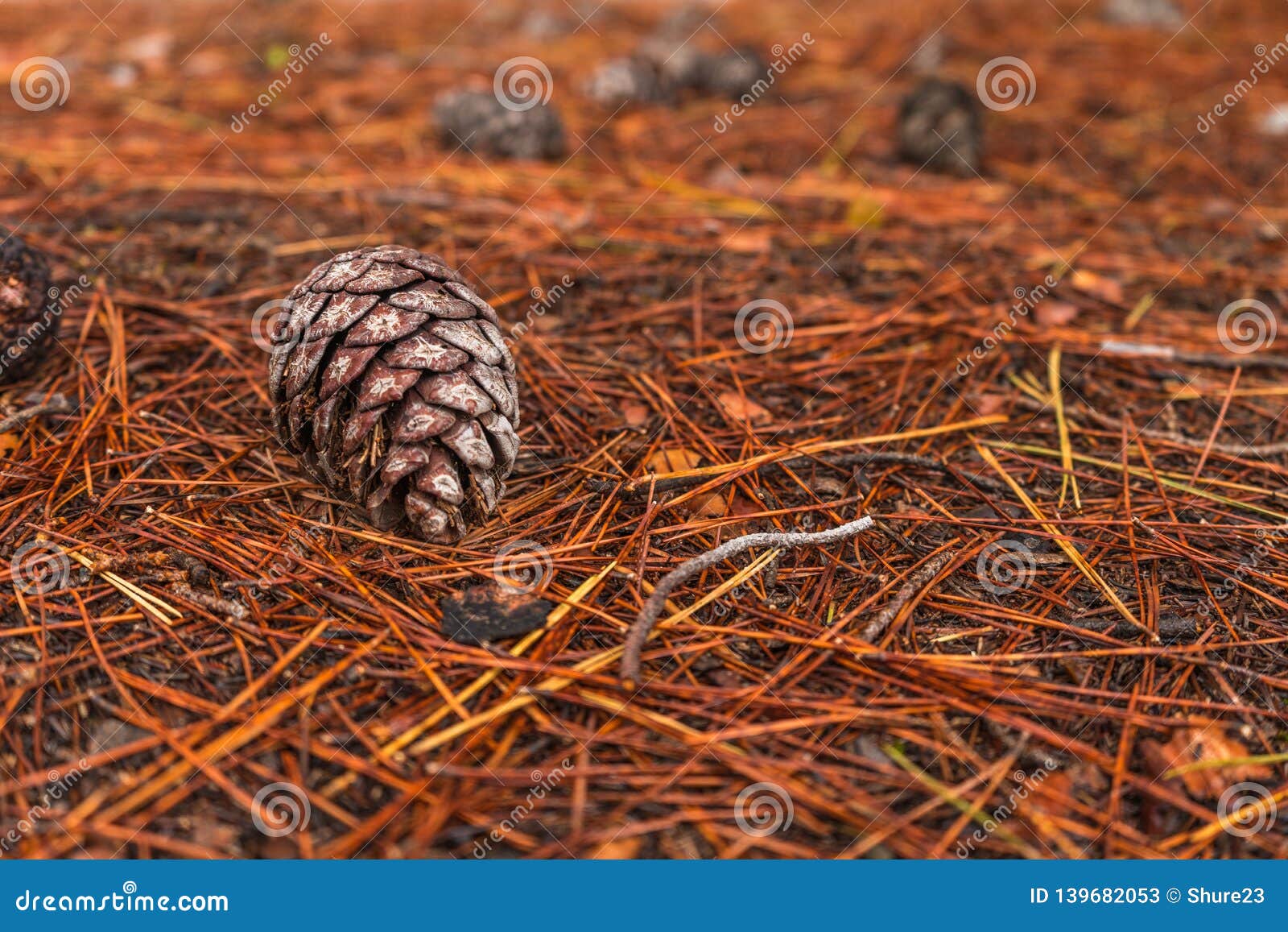 Conifer Fallen Down from a Pine Tree in Autumn Forest Stock ...