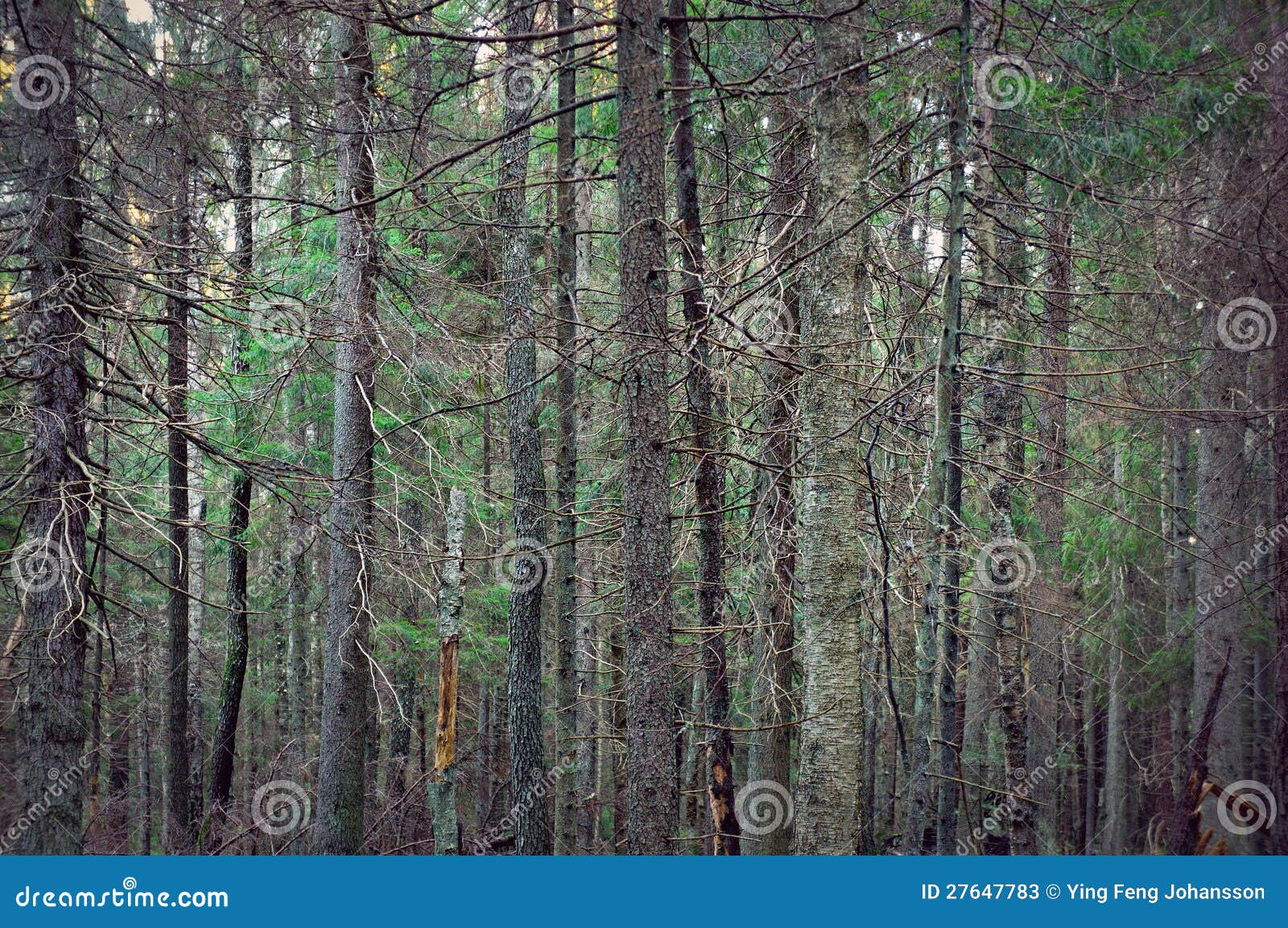 Conifer forest stock image. Image of trunk, forest, thick - 27647783