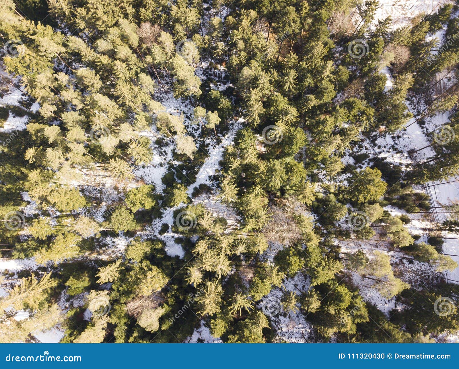 Conifer Forest from Above in Winter Time Drone Stock Photo - Image of ...