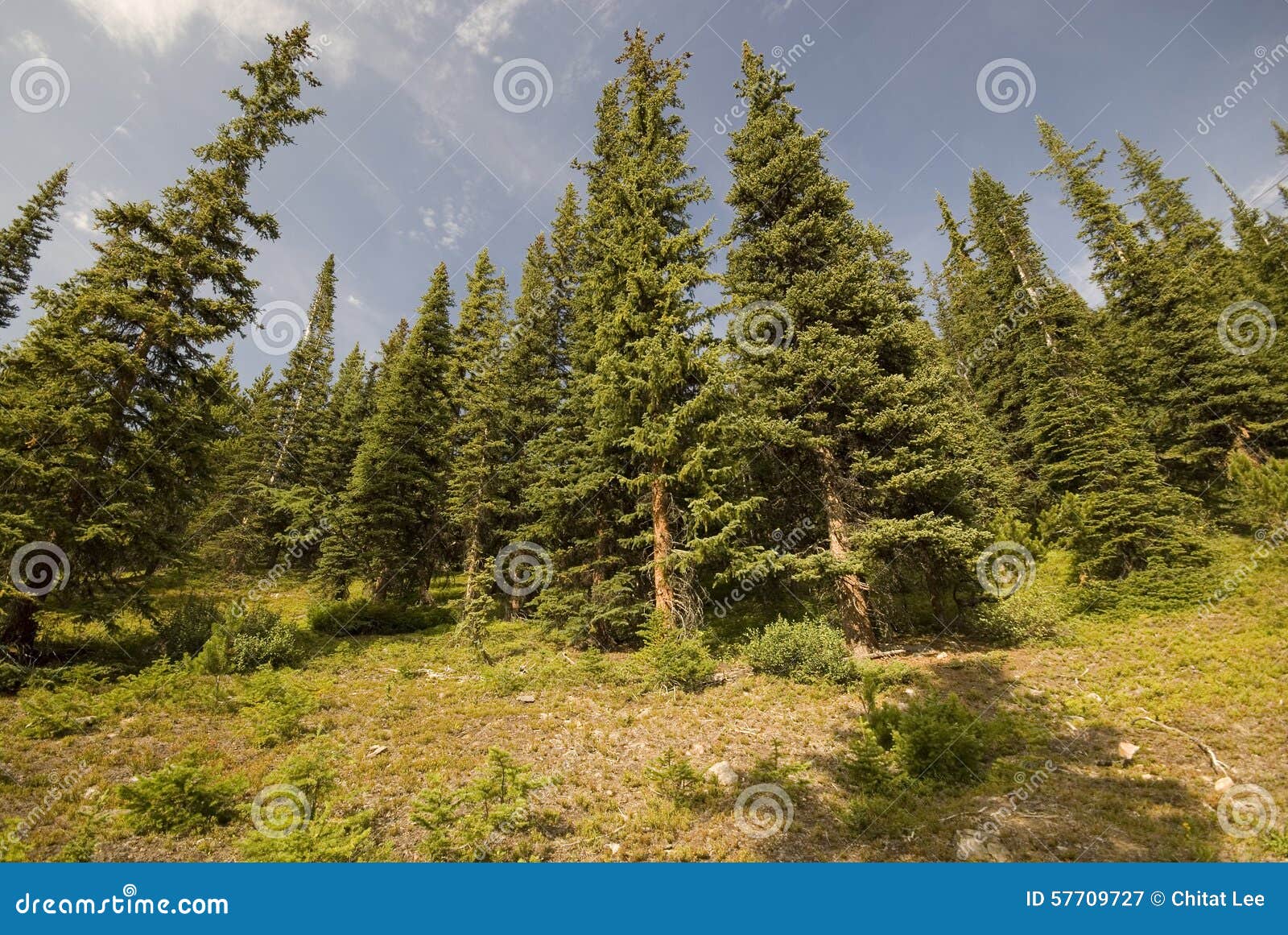 Conifer forest stock image. Image of forest, canadian - 57709727