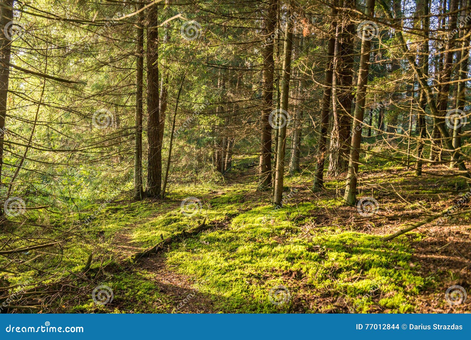 Conifer forest stock photo. Image of seasonal, straight - 77012844