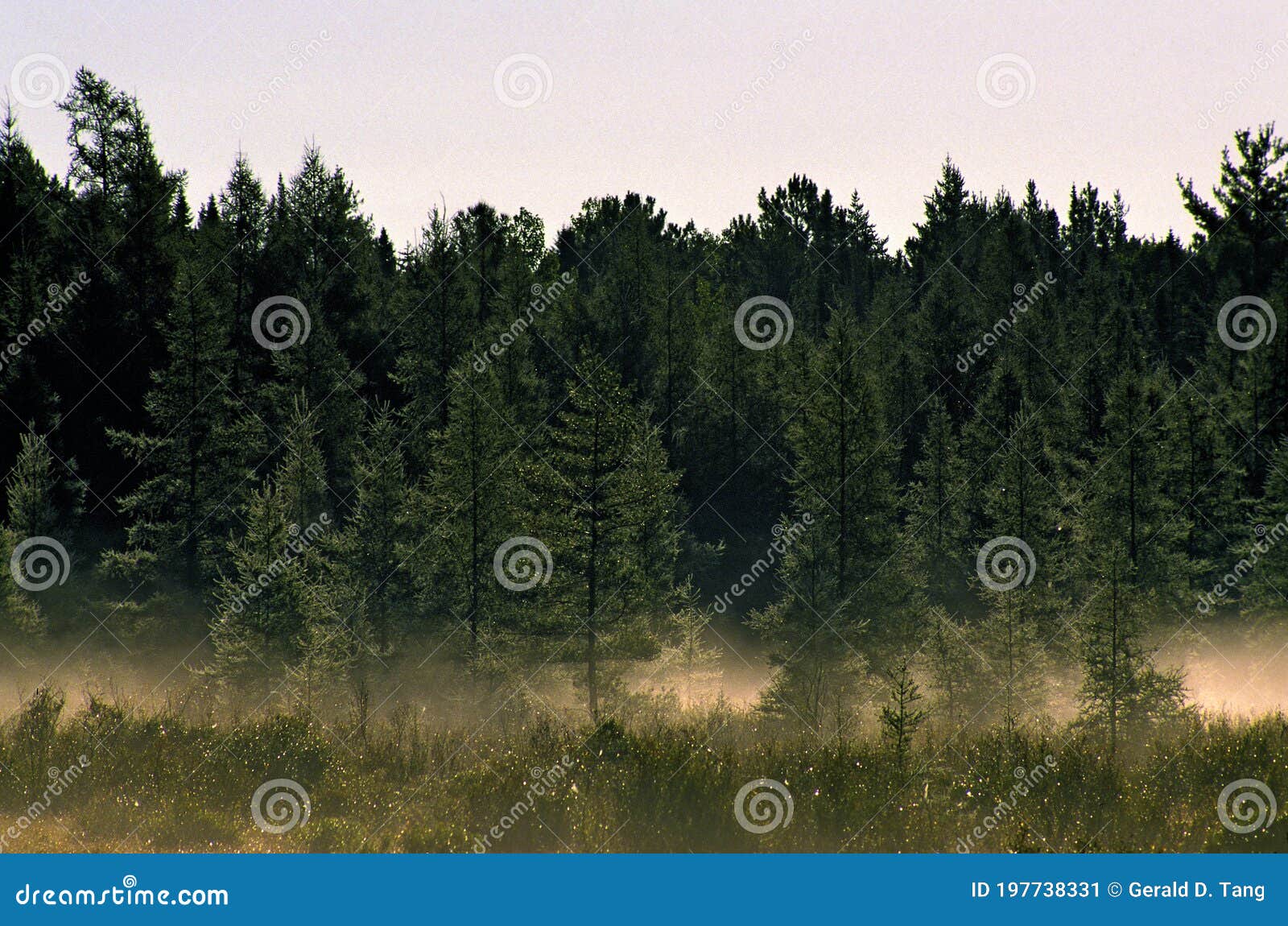 Conifer Forest 40833 stock image. Image of evergreens - 197738331