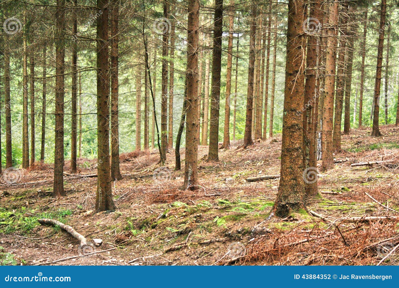 Conifer forest hdr stock photo. Image of belgian, background - 43884352