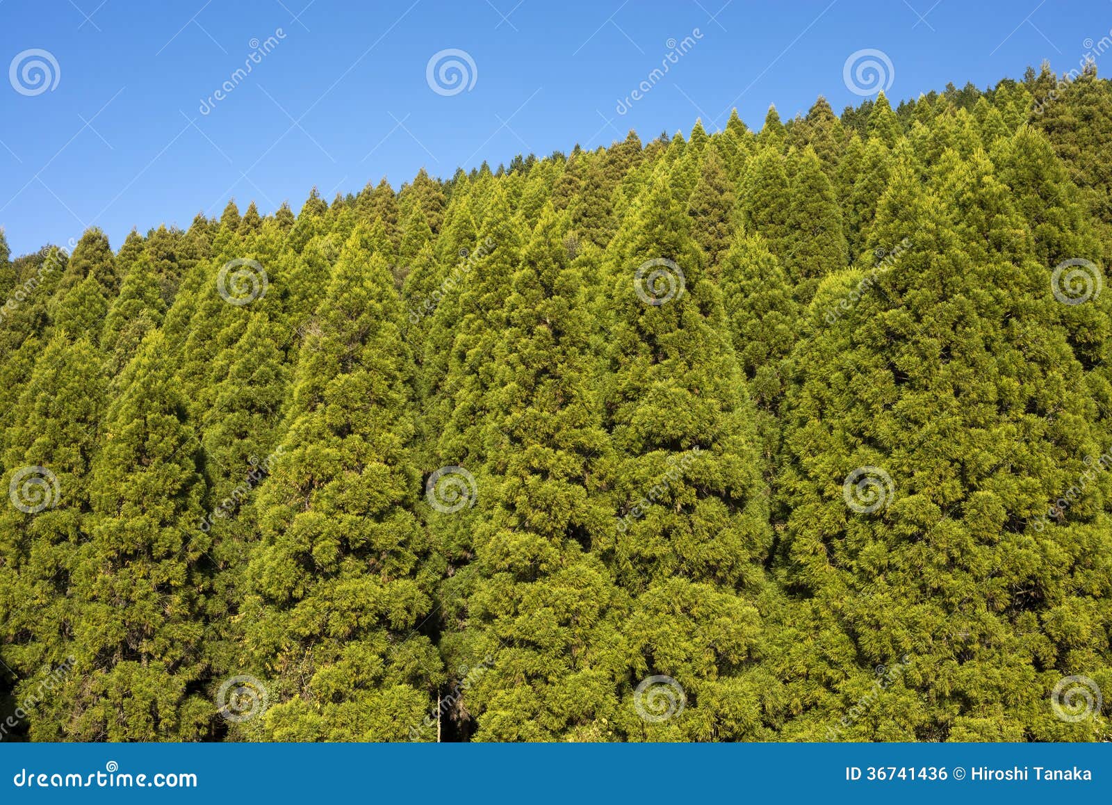 Conifer forest hill stock photo. Image of scenery, conifer - 36741436