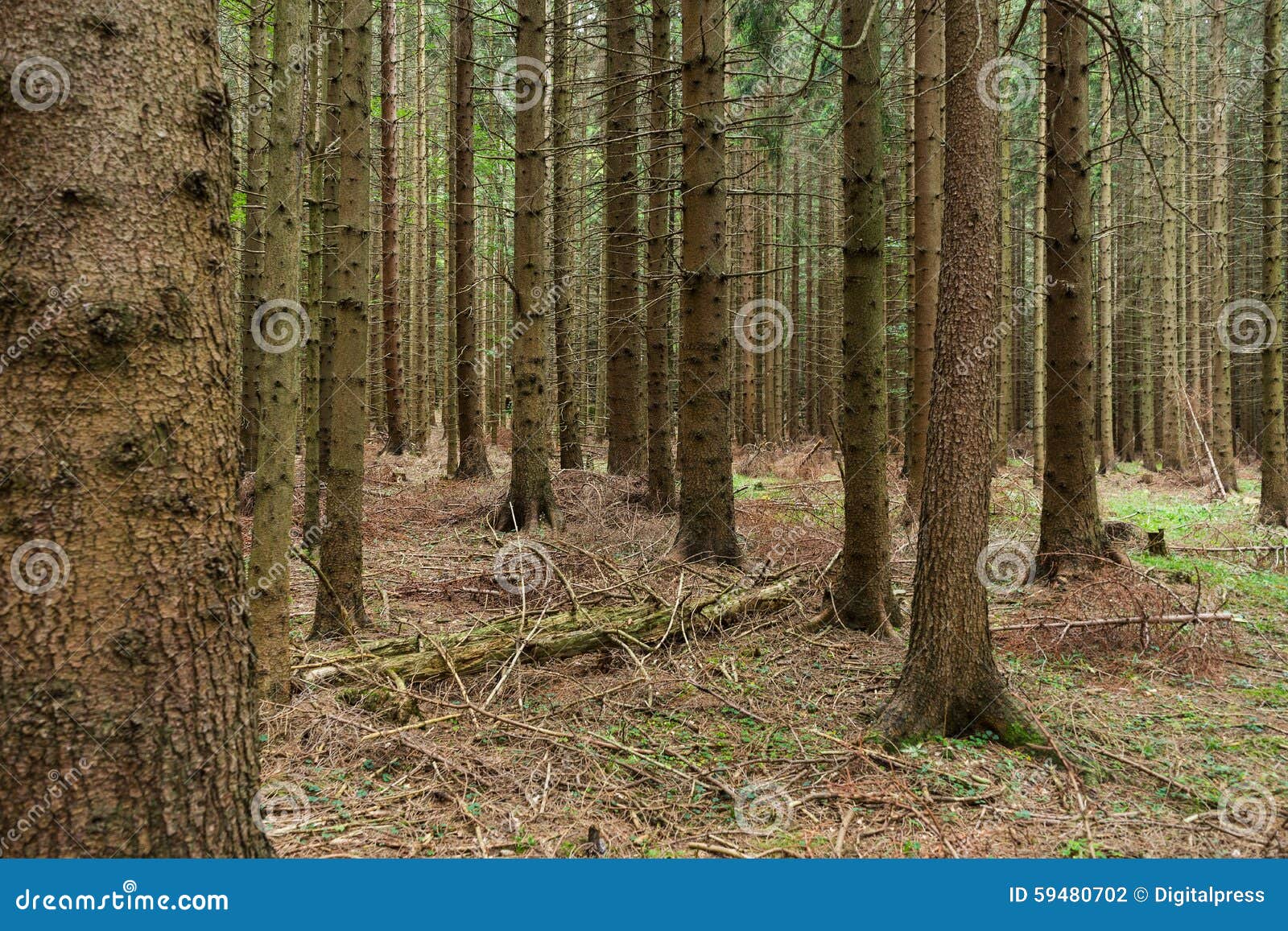 Conifer Forest stock photo. Image of pine, larch, forest - 59480702