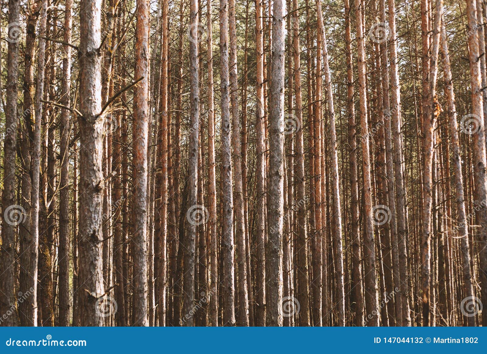 Conifer forest stock photo. Image of pine, green, vegetation - 147044132