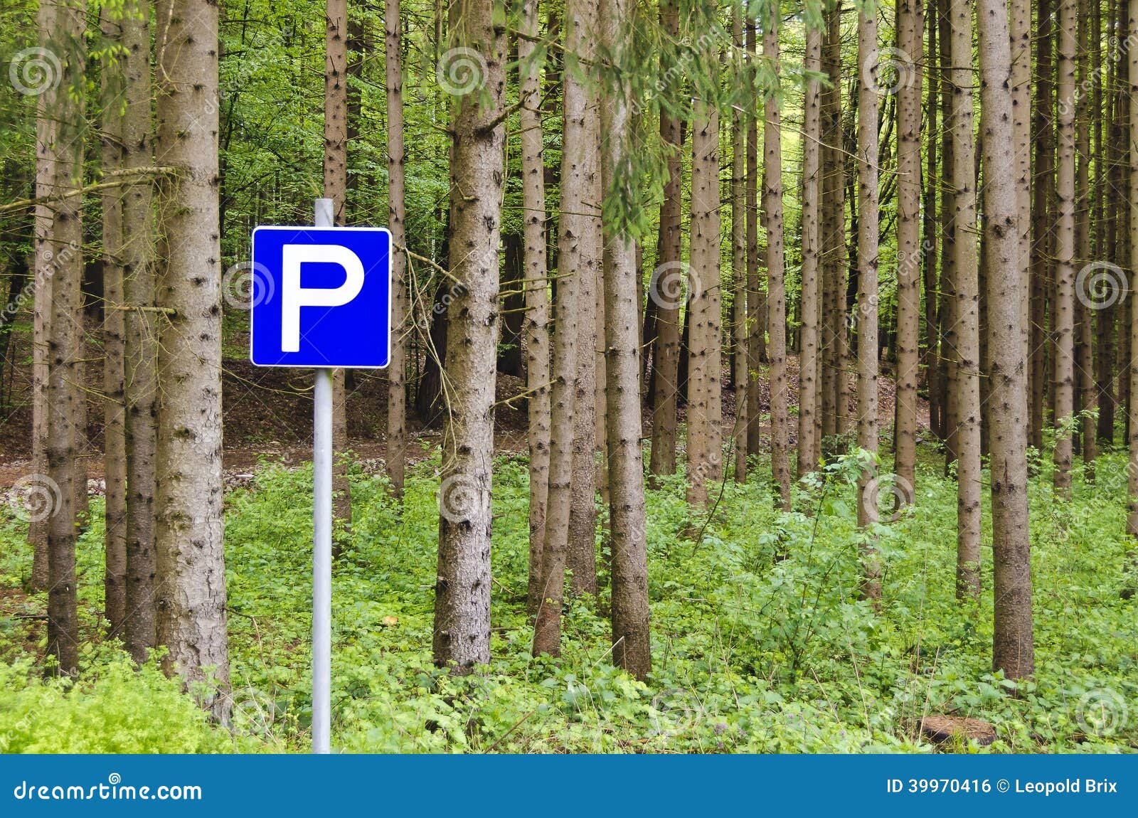 Conifer Forest with Parking Area Stock Photo - Image of area, place ...