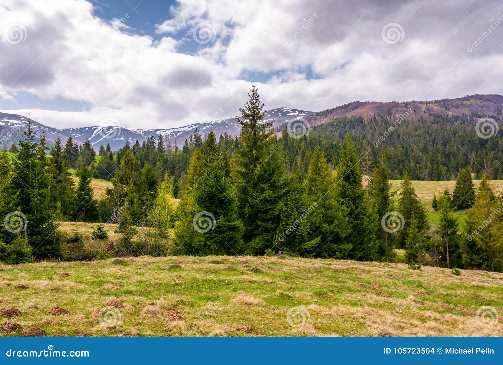 Conifer Forest on a Rolling Hills in Springtime Stock Photo - Image of ...