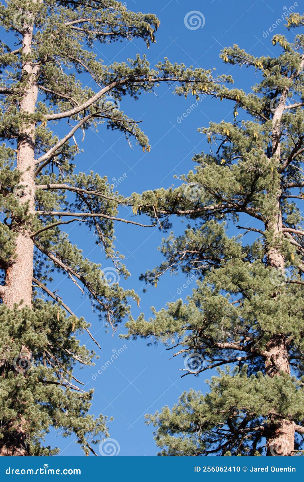 Conifer Forest - San Jacinto Mtns - 061222 Stock Photo - Image of wild ... Conifer Forest - San Jacinto Mtns - 061222 Stock Photo - Image of wild ...
