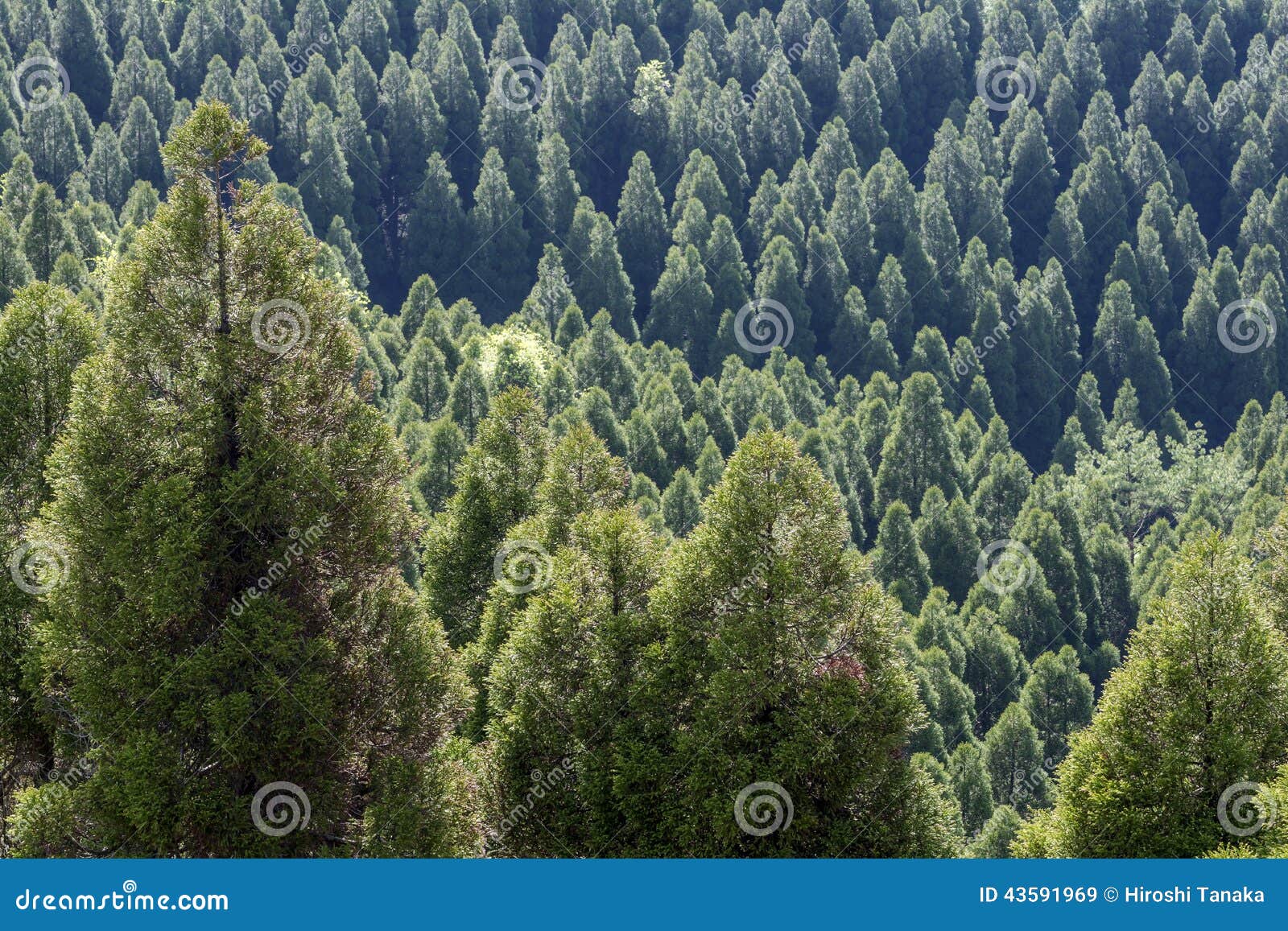 Conifer forest stock image. Image of depth, rural, wood - 43591969