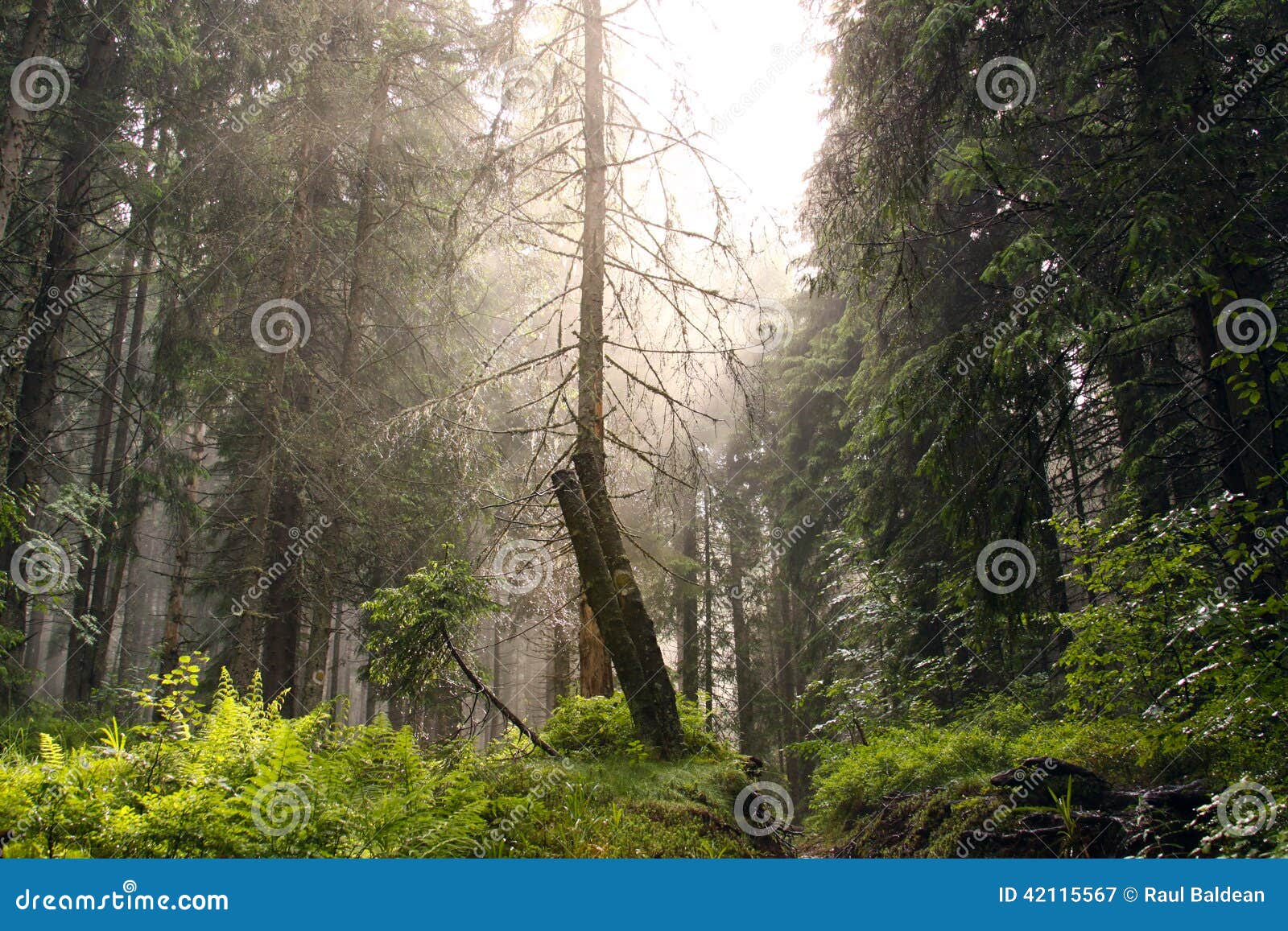 Conifer forest stock image. Image of holiday, clean, conservation ...