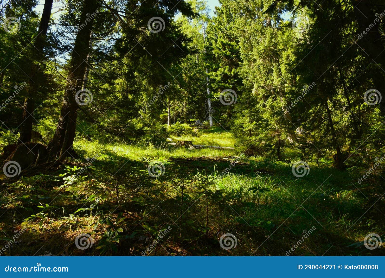 Conifer forest stock image. Image of landscape, sunlight - 290044271