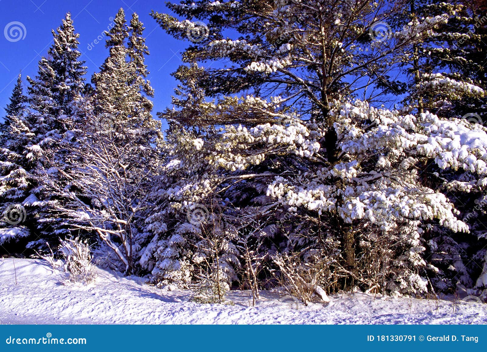 Conifer Forest in Winter 81584 Stock Image - Image of conifer, trees ...