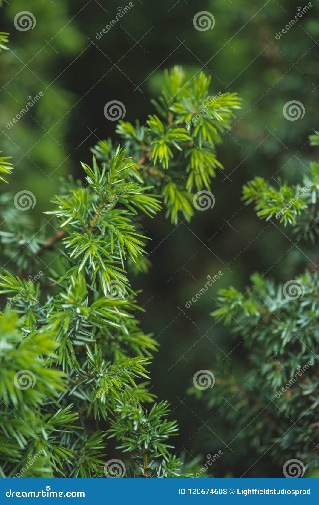 Conifer green branches stock photo. Image of environment - 120674608