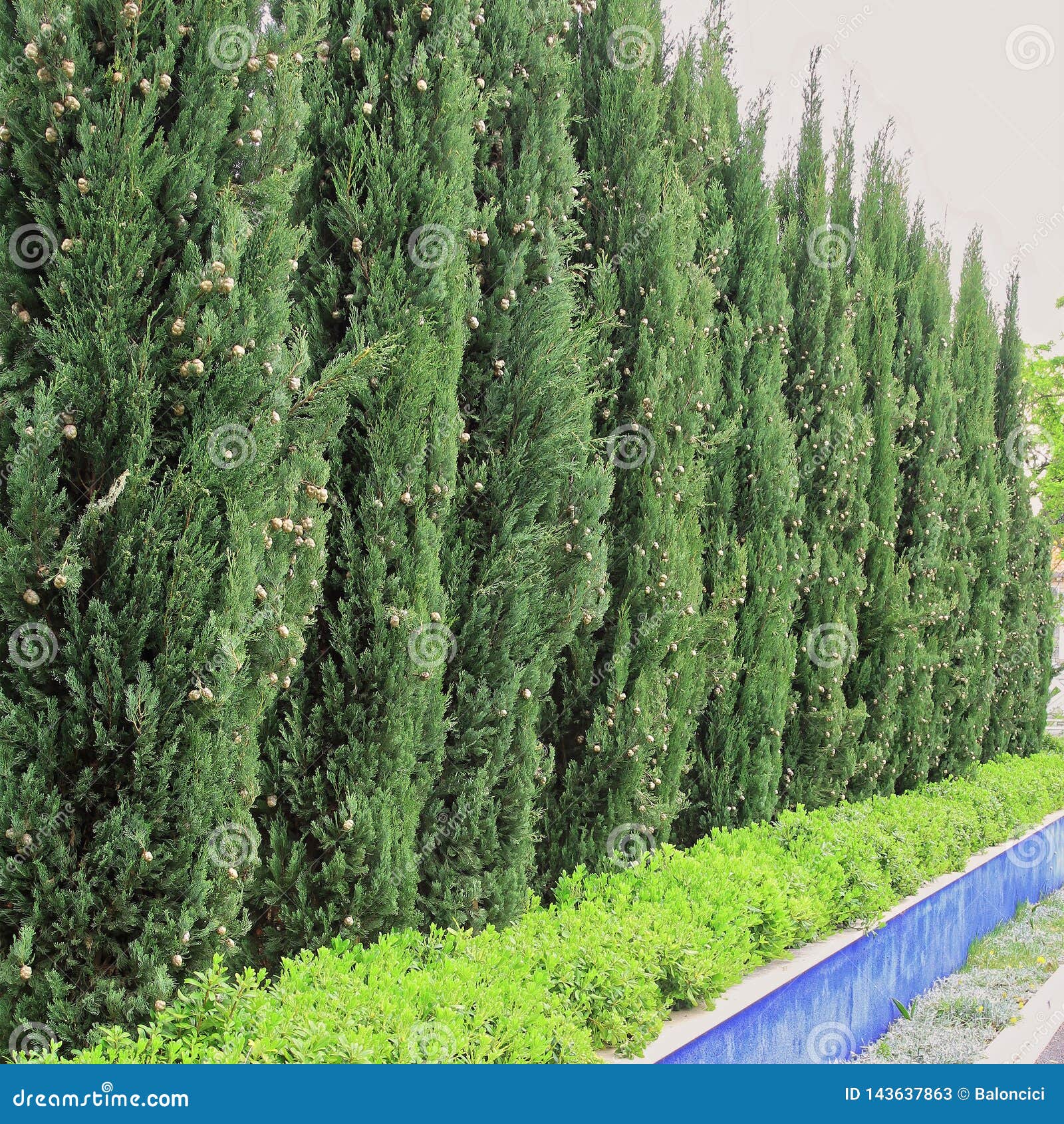 Conifer Hedge stock image. Image of exterior, trees - 143637863