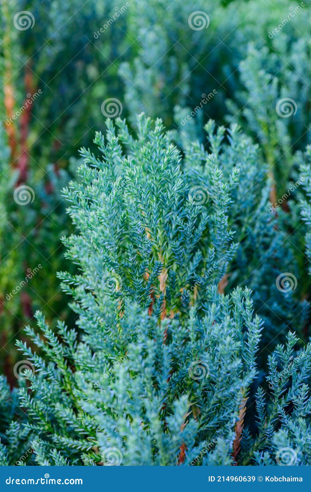 Conifer leaves in park stock image. Image of nature - 214960639