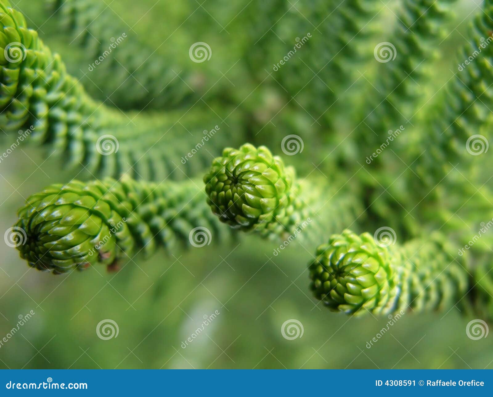 Conifer needles stock image. Image of close, textures - 4308591
