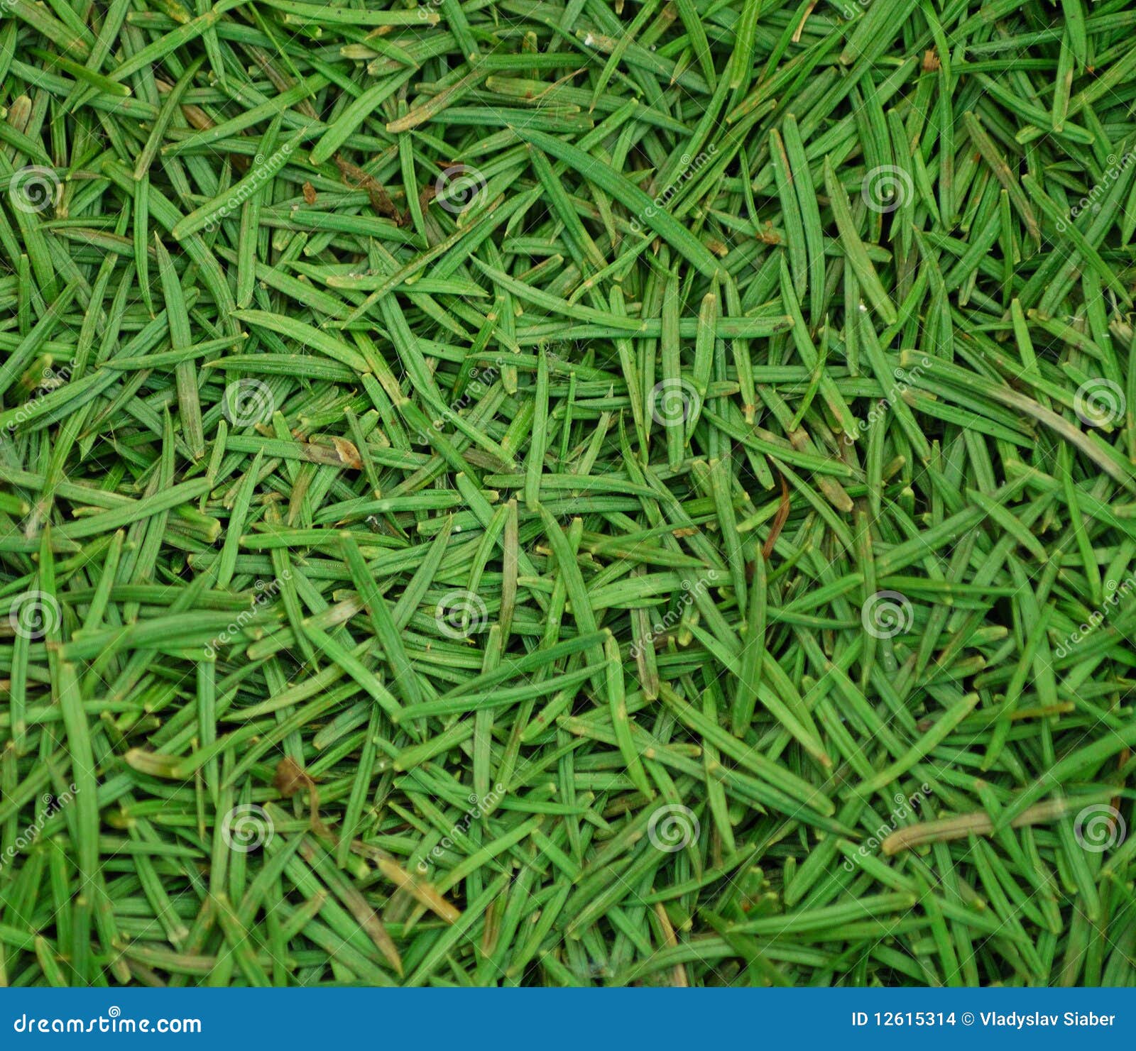 Conifer needles close-up stock photo. Image of grass - 12615314