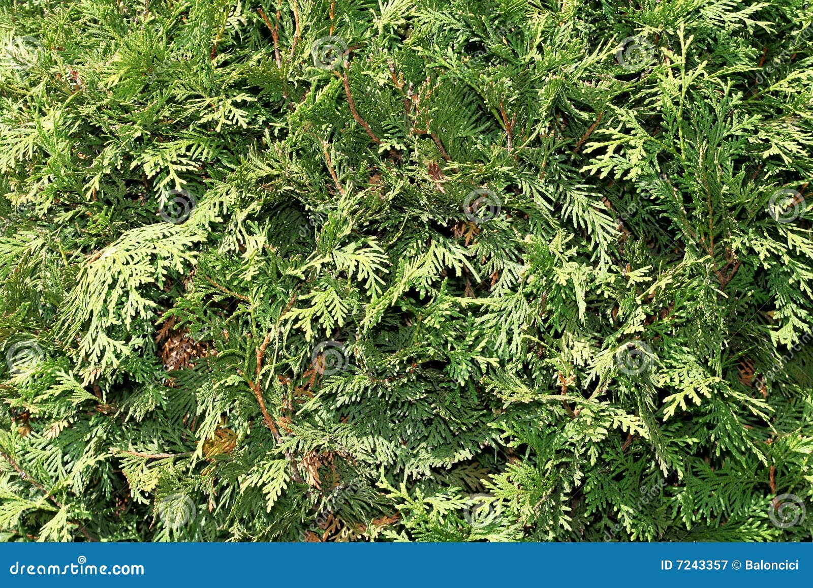 Conifer pattern stock image. Image of nature, garden, evergreen - 7243357