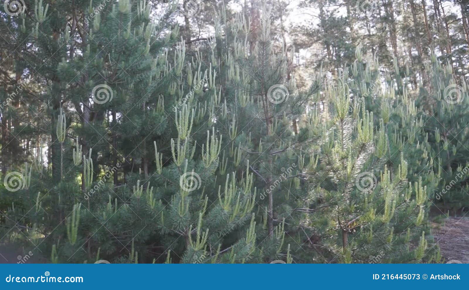 Pine trees in the wind stock video. Video of landscape - 216445073
