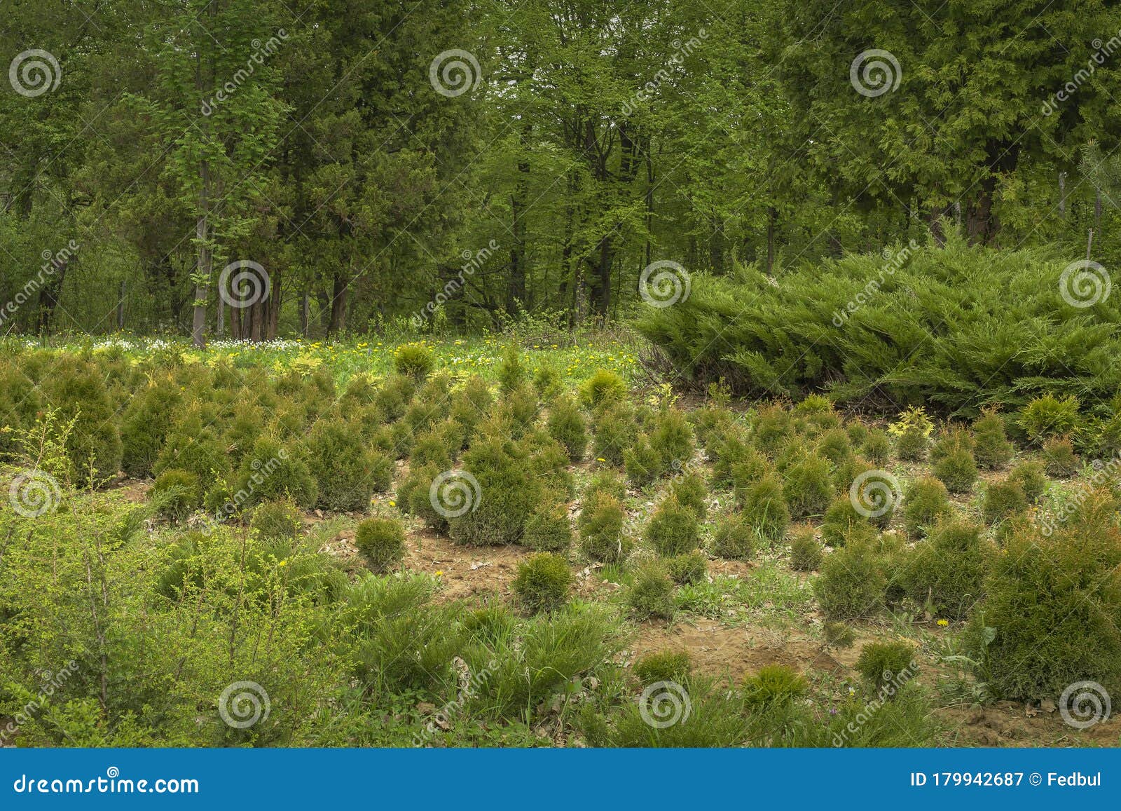 Conifer Plant Nursery. Thuja Trees Different Sorts and Size Stock Image ...