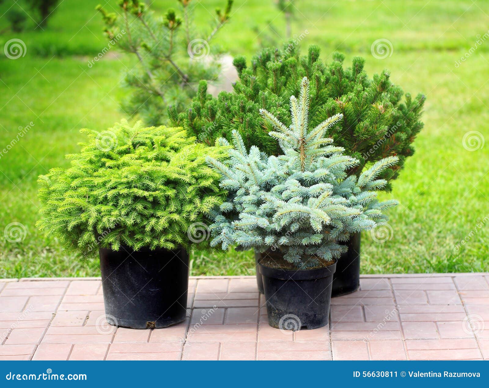 Conifer Sapling Trees in Pots Stock Image - Image of botany, fresh ...