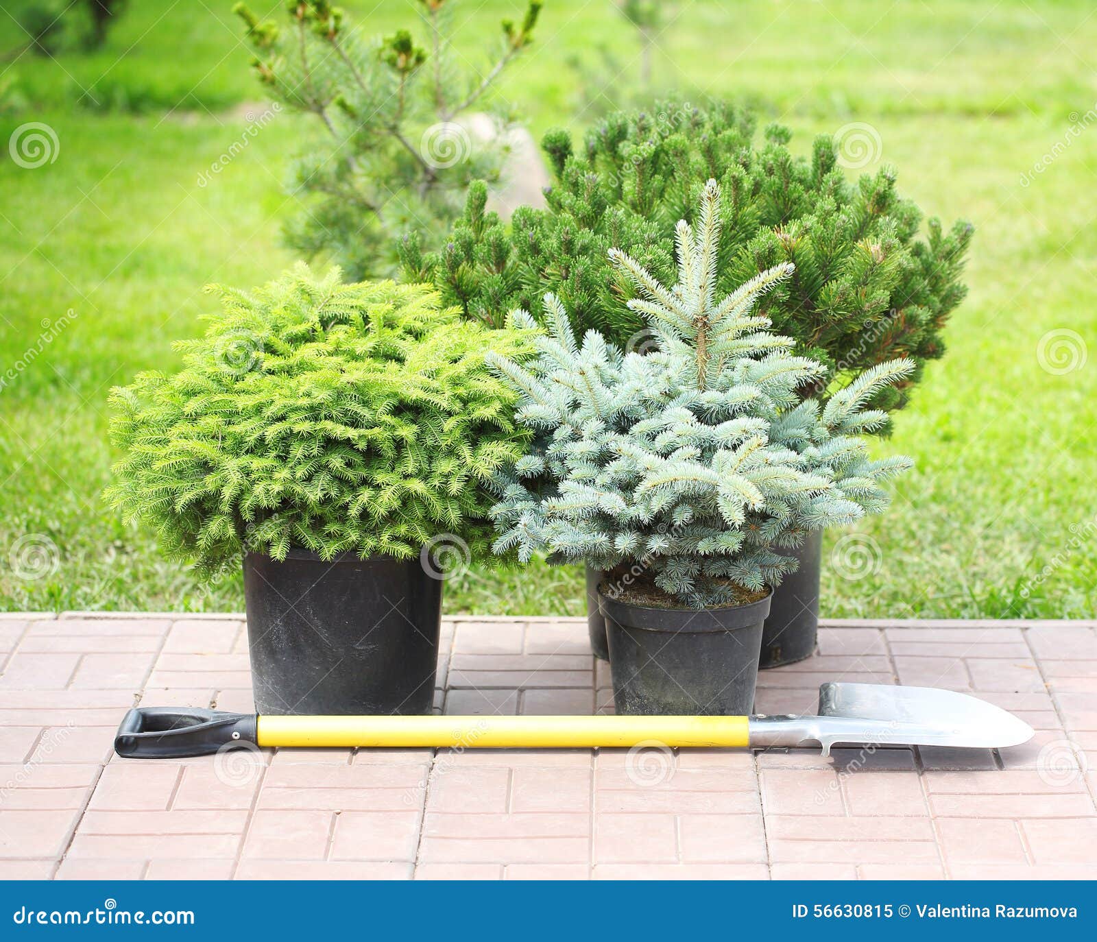 Conifer Sapling Trees in Pots Stock Image - Image of decorative, sprout ...