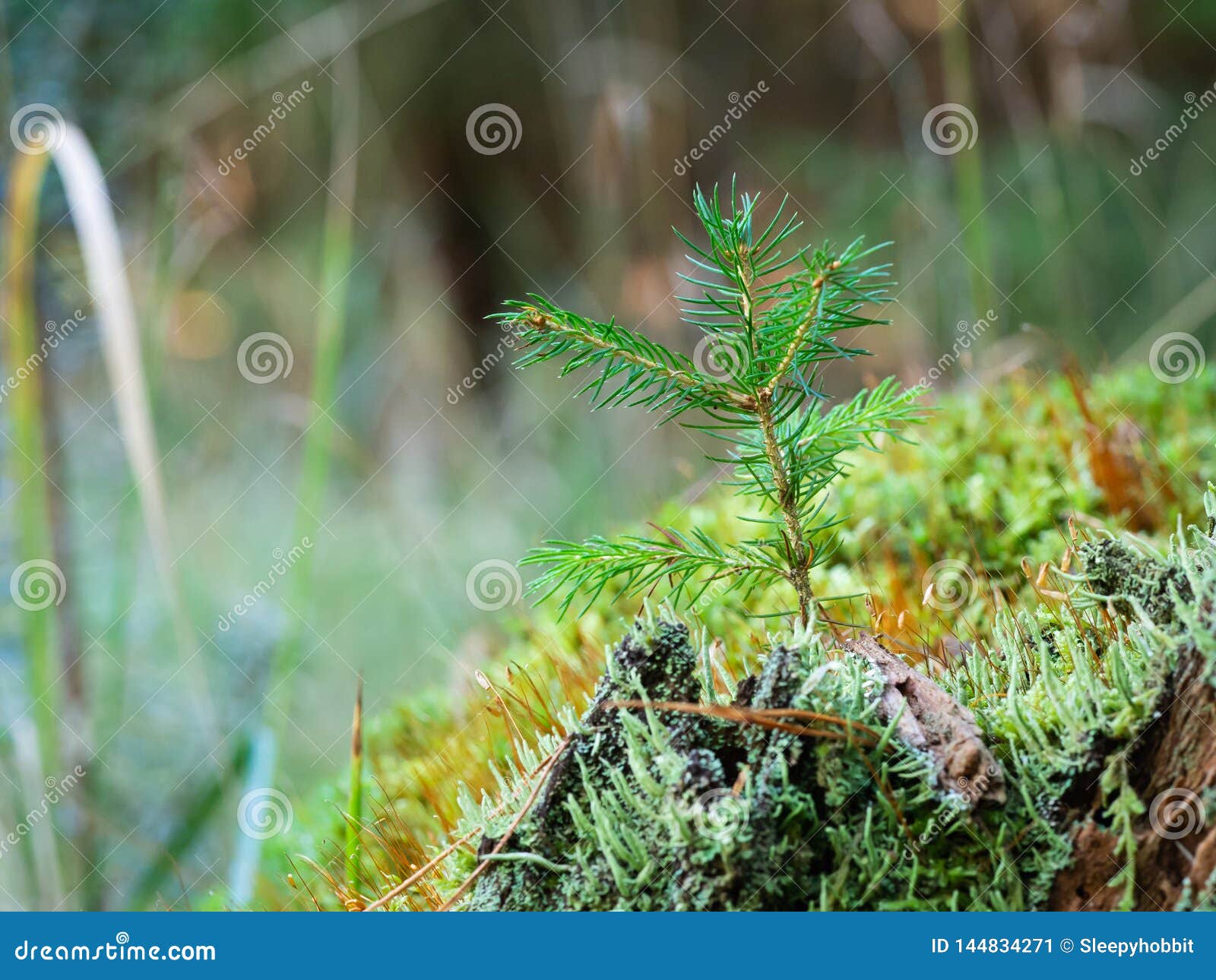 Conifer Seedling Growing on a Top of the Stump Stock Image - Image of ...