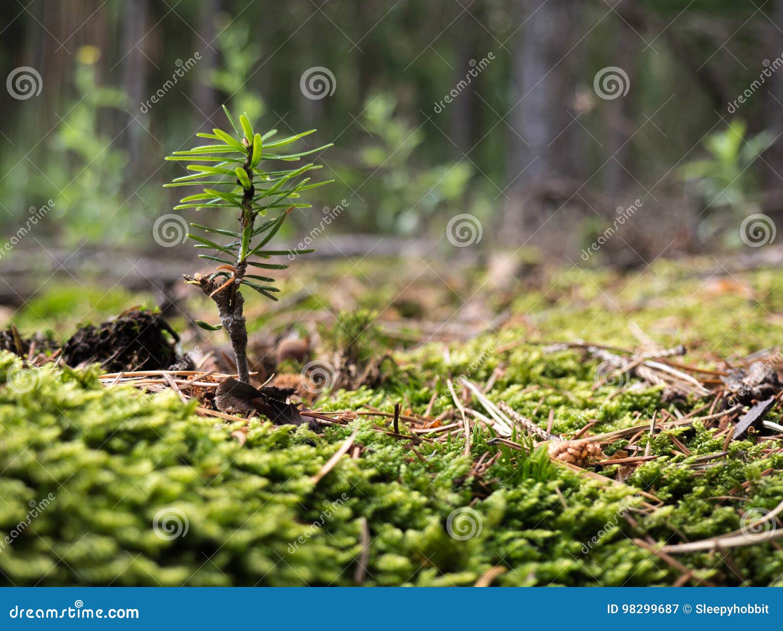 Conifer Seedling Growing in the Wood Stock Image - Image of beautiful ...