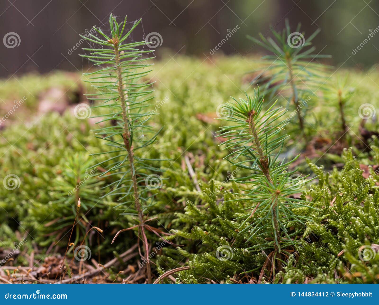Conifer Seedlings Growing in the Woodland Stock Photo - Image of ...