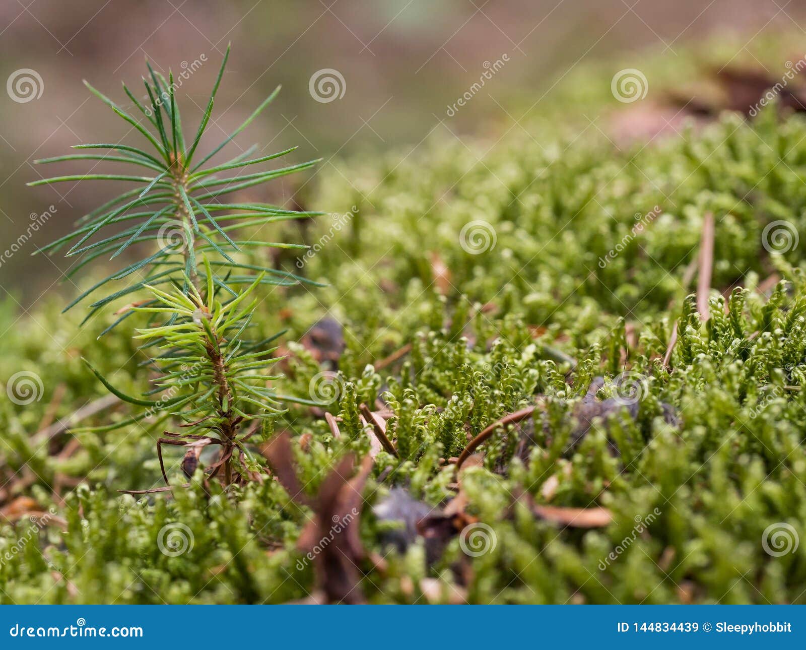 Conifer Seedlings Growing in the Woodland Stock Image - Image of ...