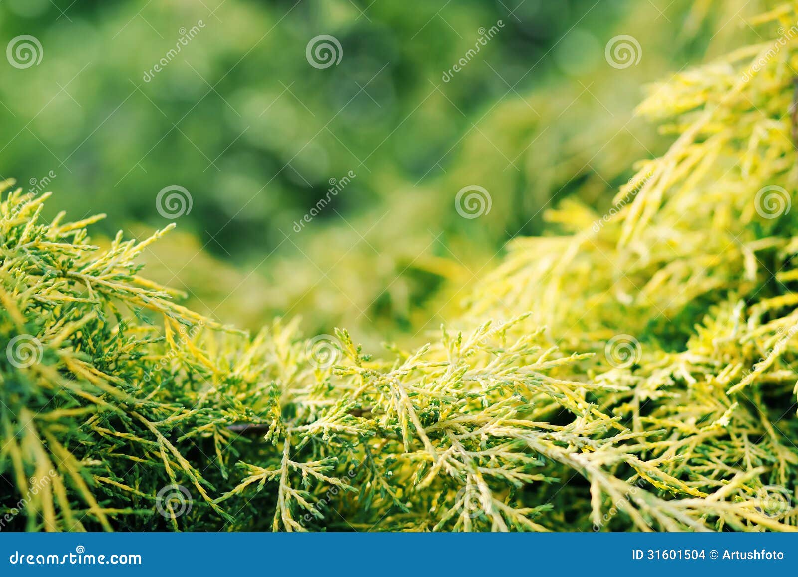 Conifer with Shallow Focus for Background Stock Photo - Image of ...