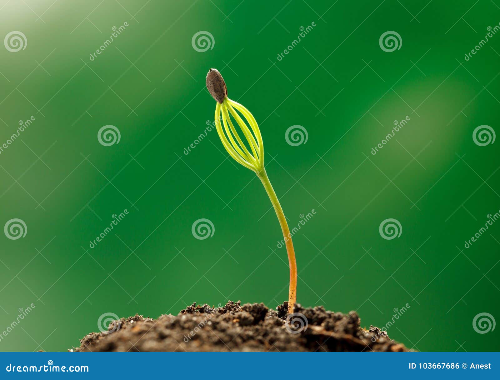 Conifer sprout stock photo. Image of grow, germinant - 103667686