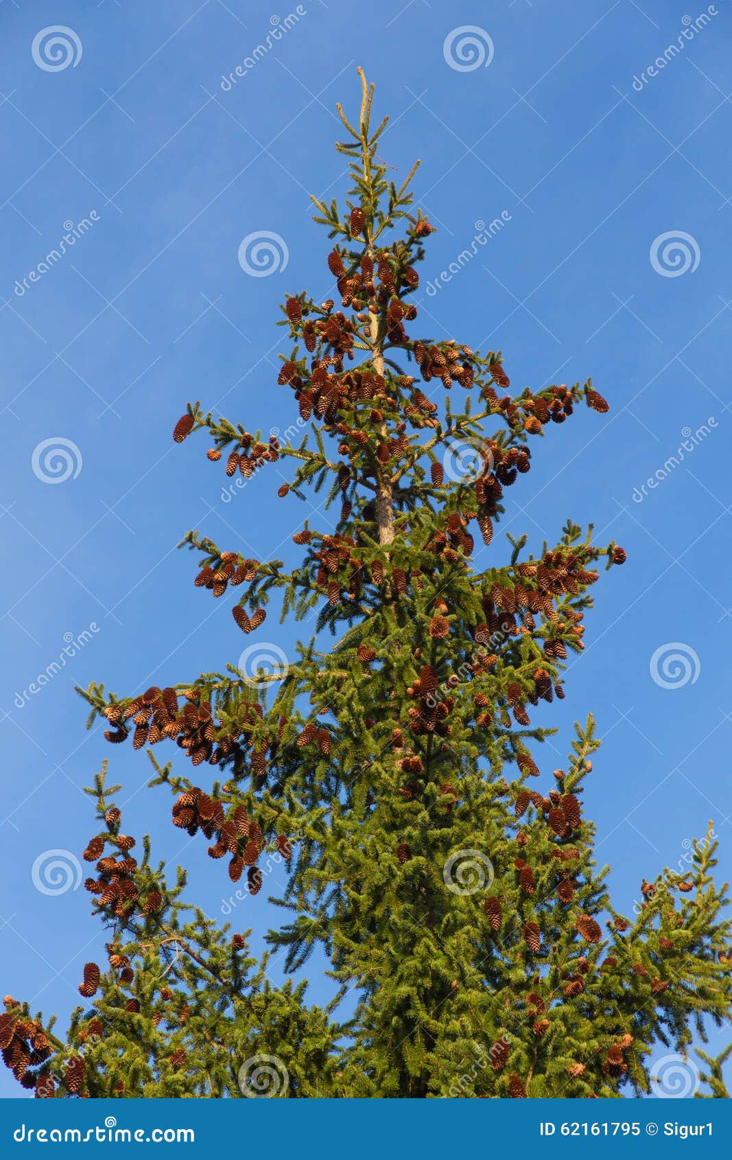 Conifer Spruce Abies stock image. Image of cone, tree - 62161795