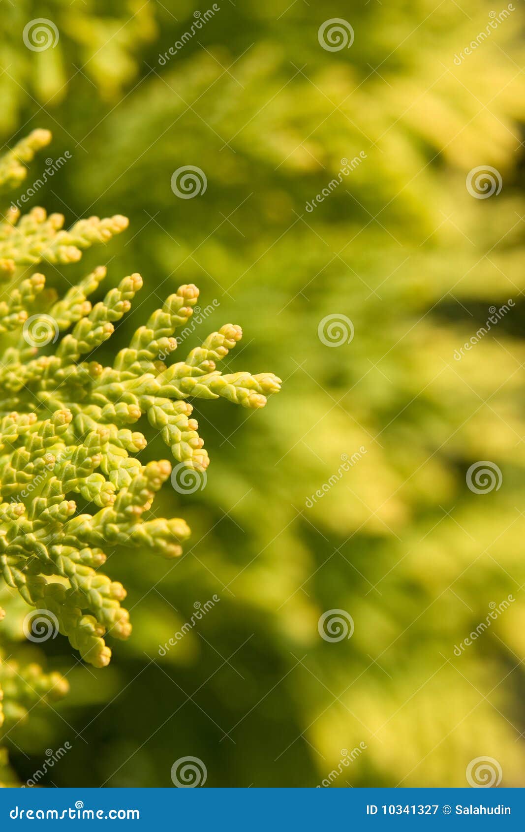 Conifer tree stock image. Image of green, branch, pine - 10341327