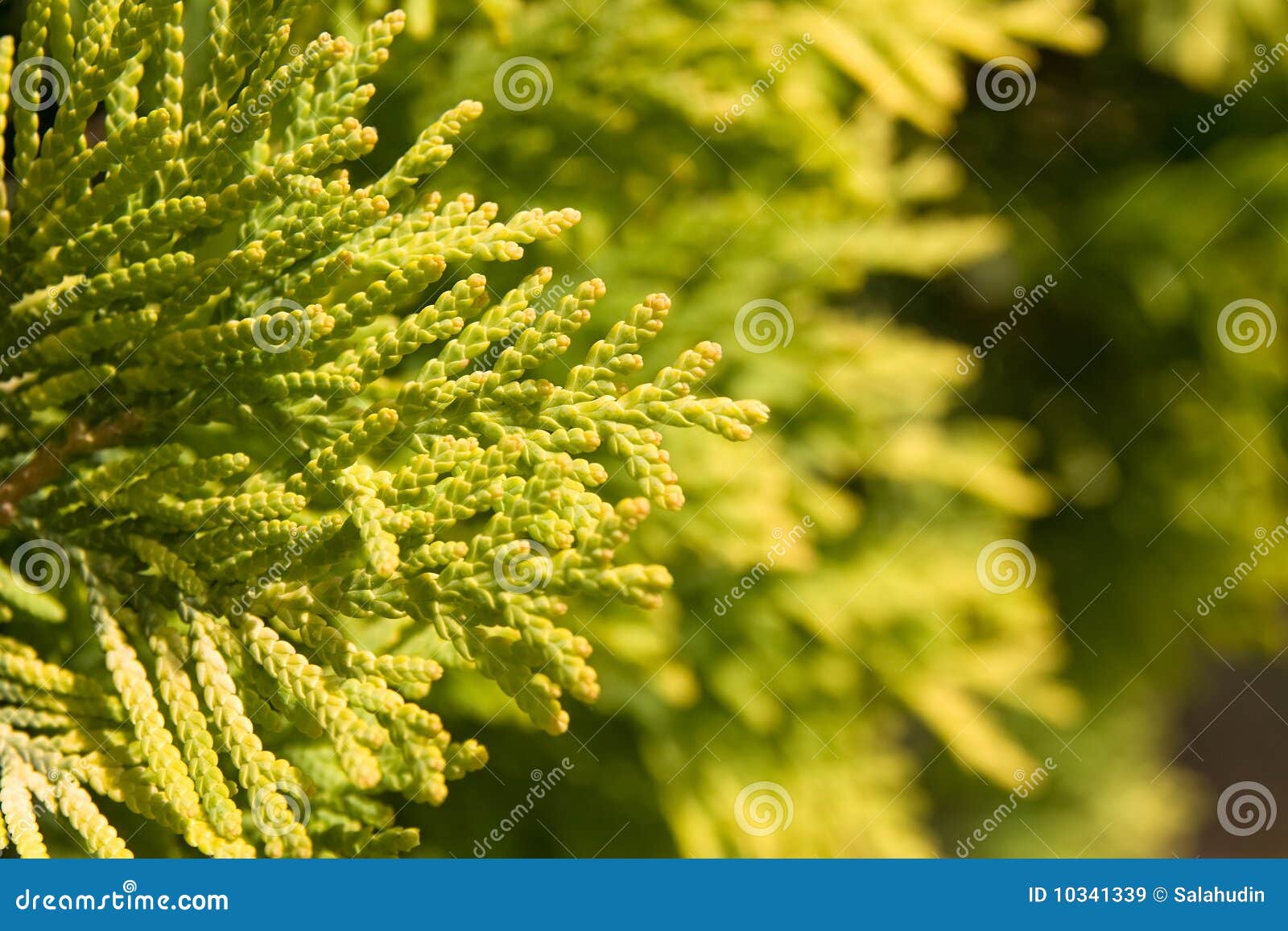 Conifer Tree Branch Blooming With Pink Cones Stock Photo ...
