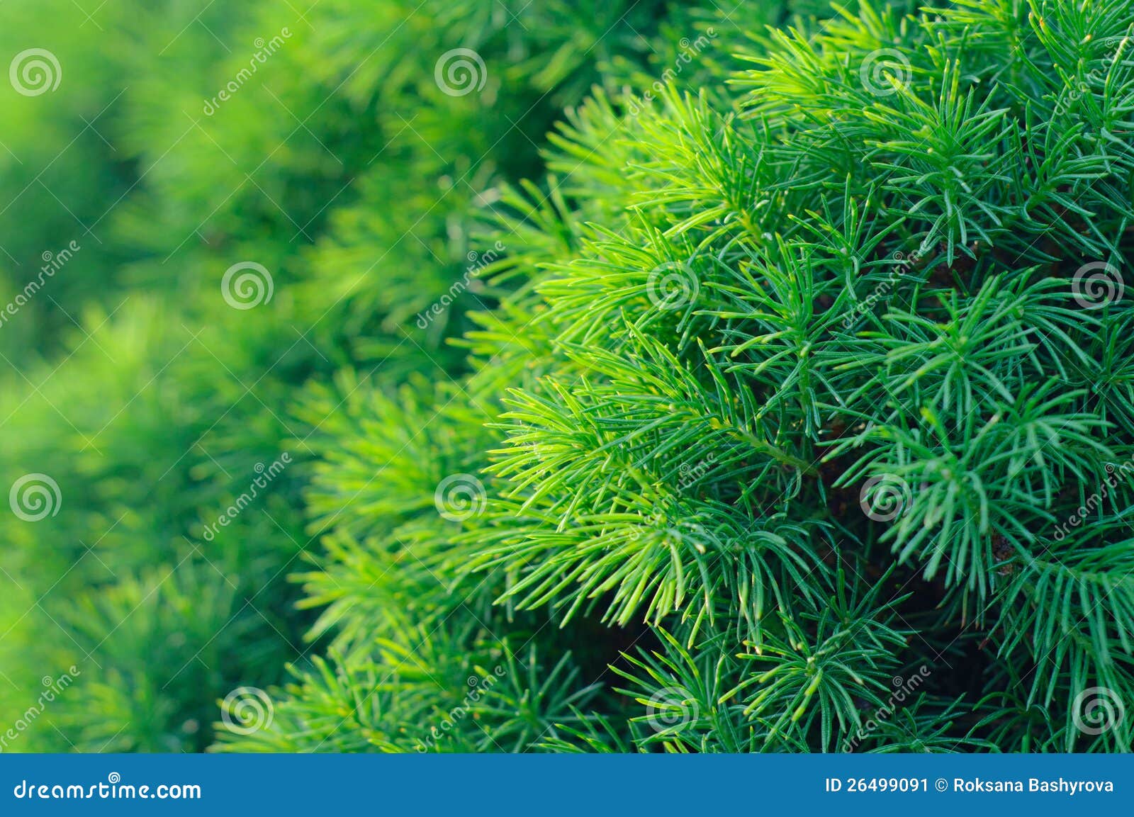 Conifer tree background stock image. Image of abstract - 26499091
