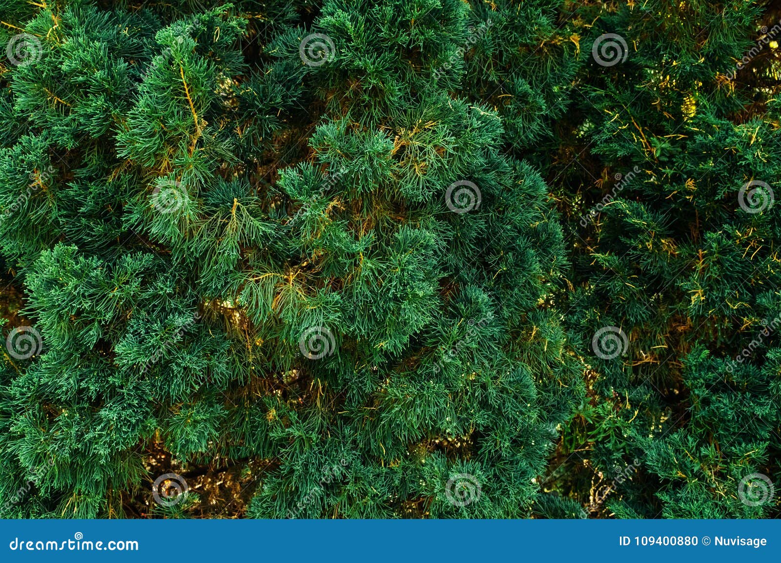 Conifer Tree Background Leaf Background, Green Pine Tree Leave Stock ...