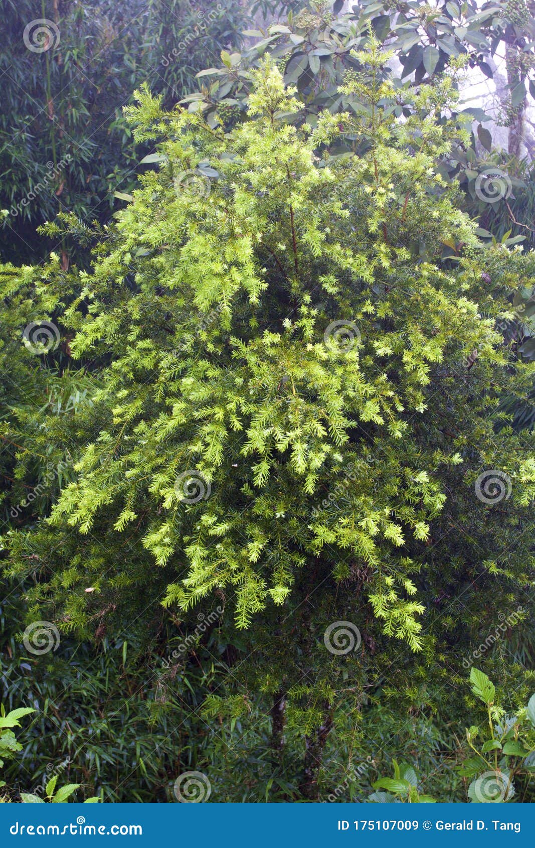 Conifer Tree in Cloud Forest 827878 Stock Image - Image of small, green ...