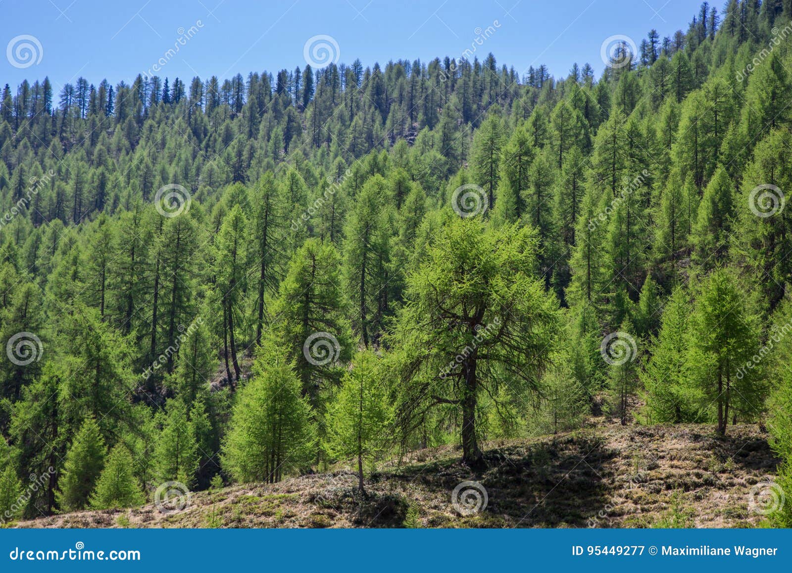 Conifer Tree Forest and Blue Sky, Italy Stock Image - Image of green ...