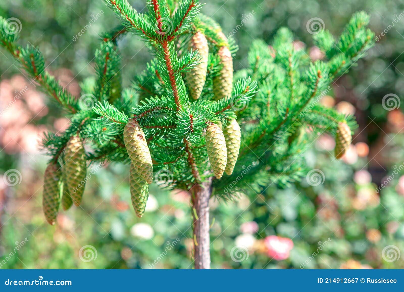 Conifer Tree Hanging Cones stock image. Image of evergreen - 214912667