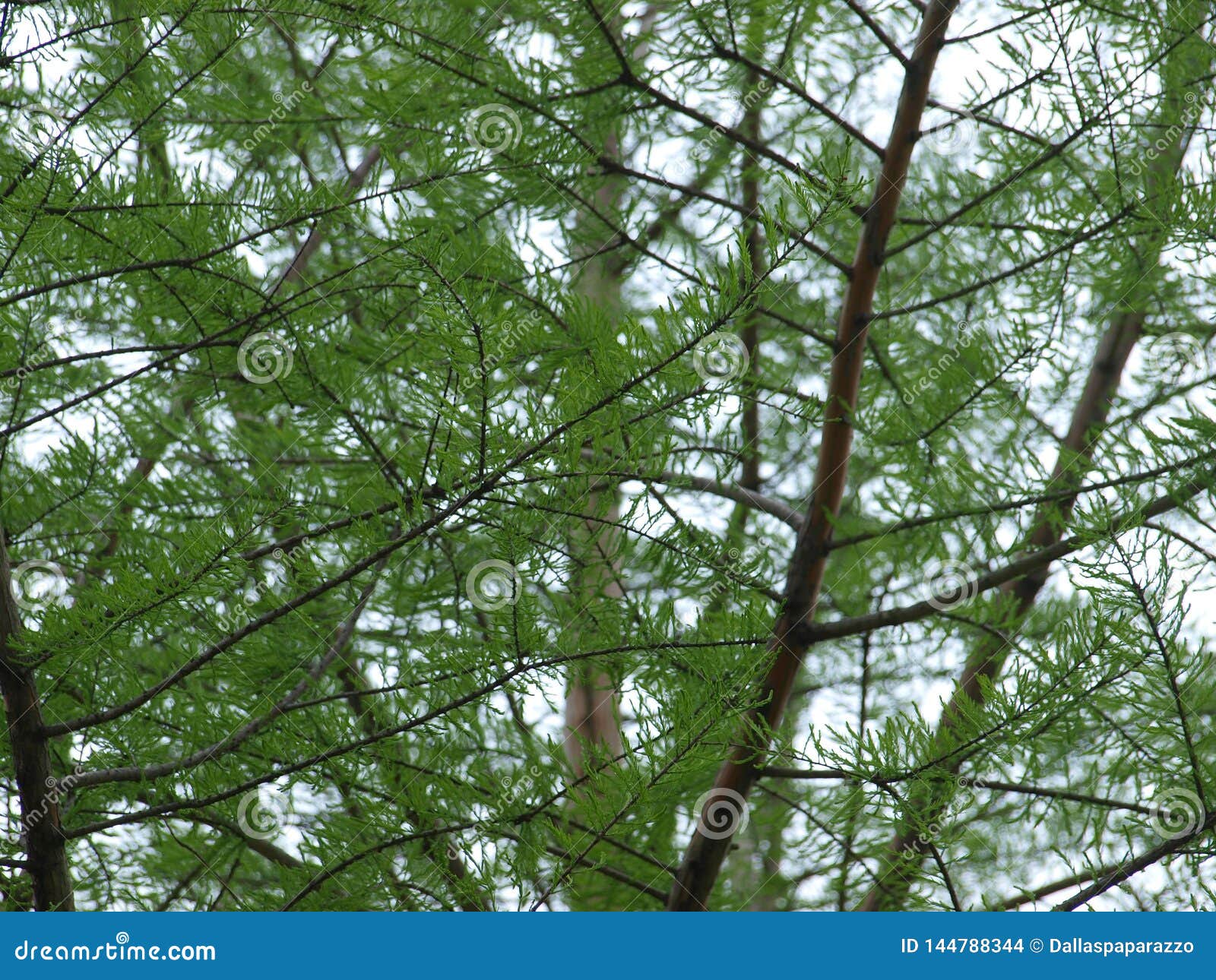 Conifer Leaf Out On Cloudy Sky Background. Royalty-Free Stock Image ...