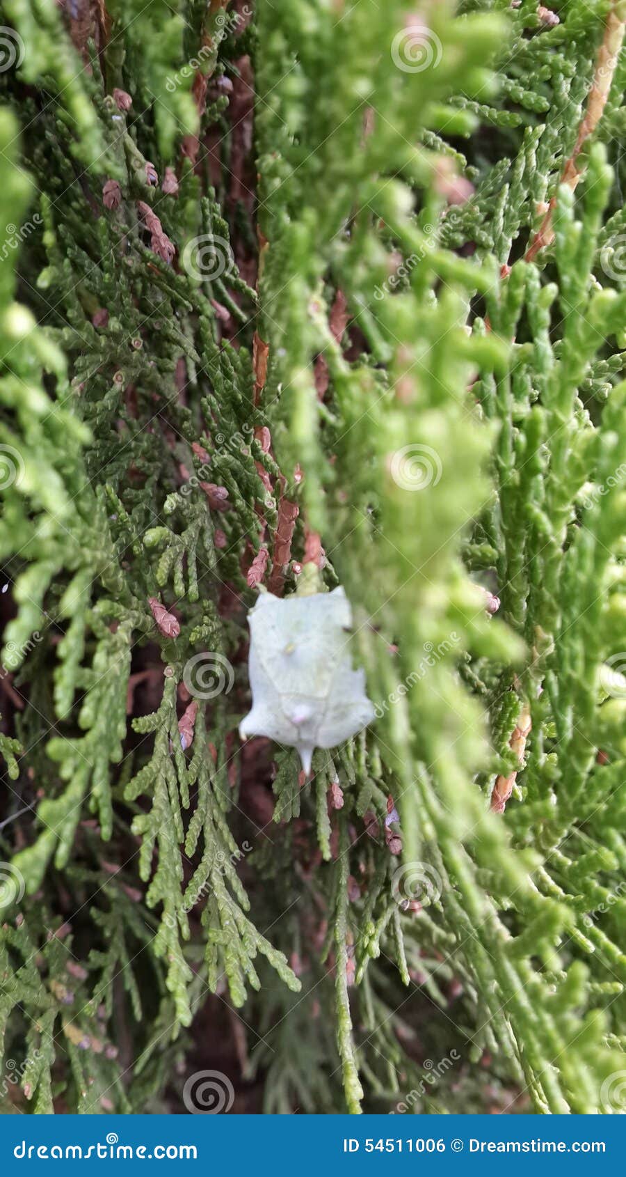Conifer stock photo. Image of seeds, tree, green, conifer - 54511006