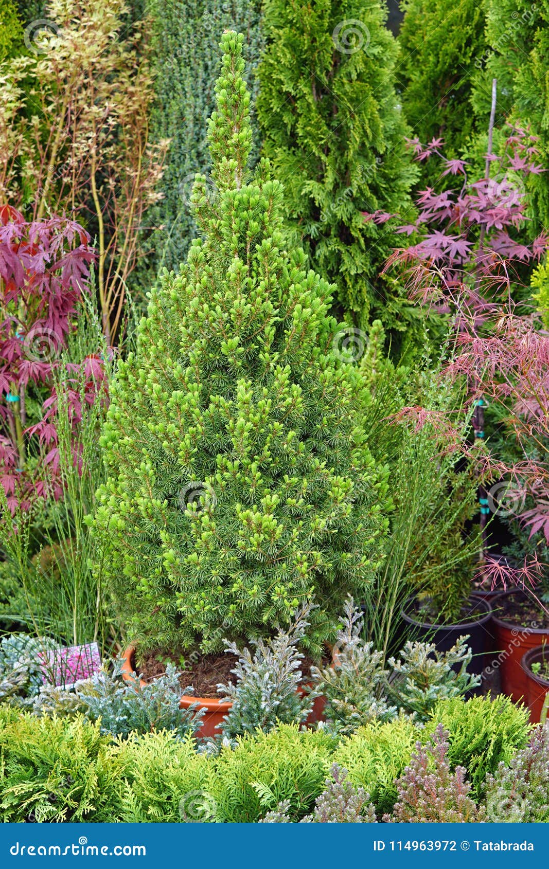 Conifer tree stock photo. Image of pine, plant, nursery - 114963972