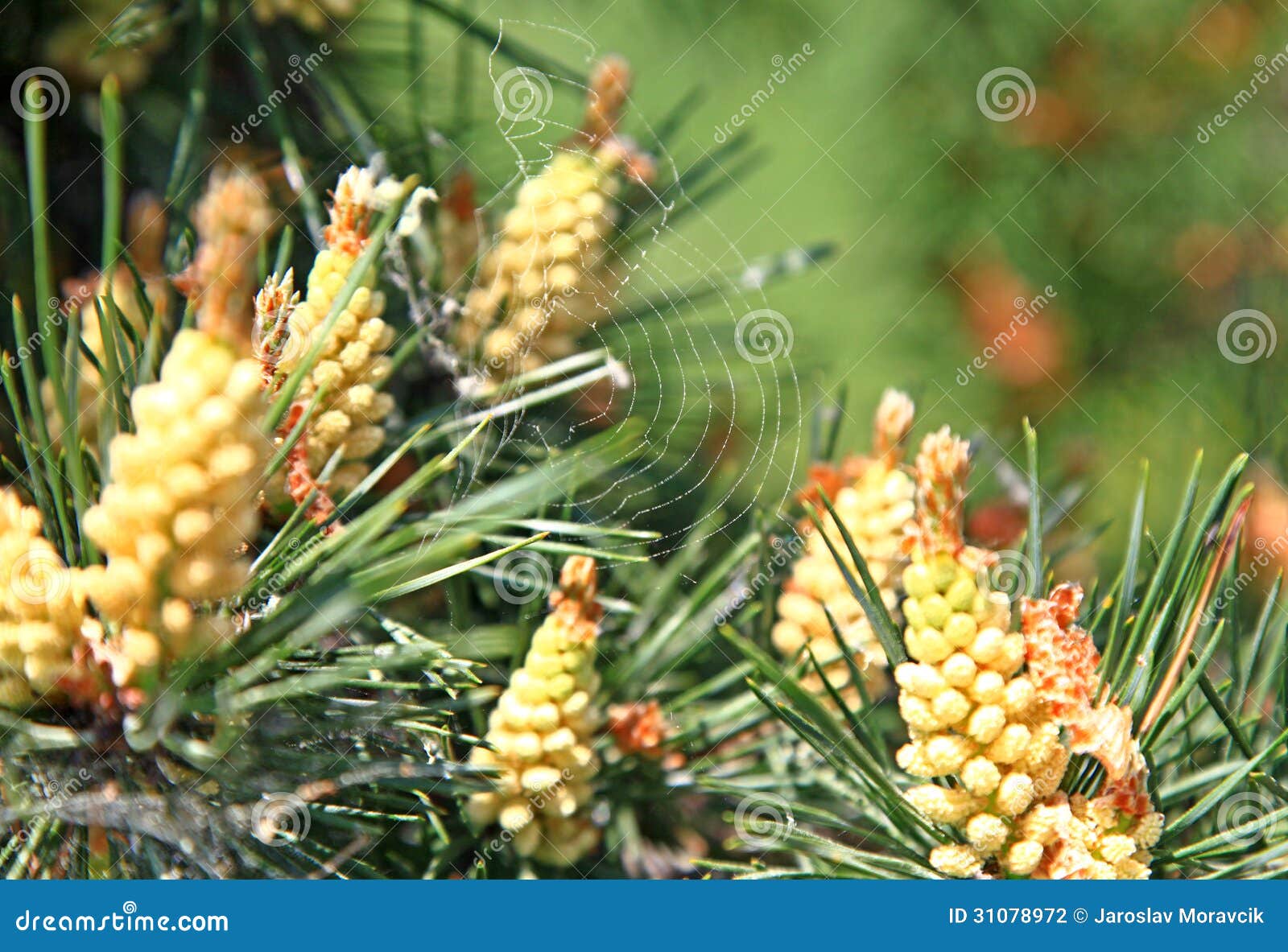 Conifer tree stock photo. Image of yellow, autumn, conifer - 31078972